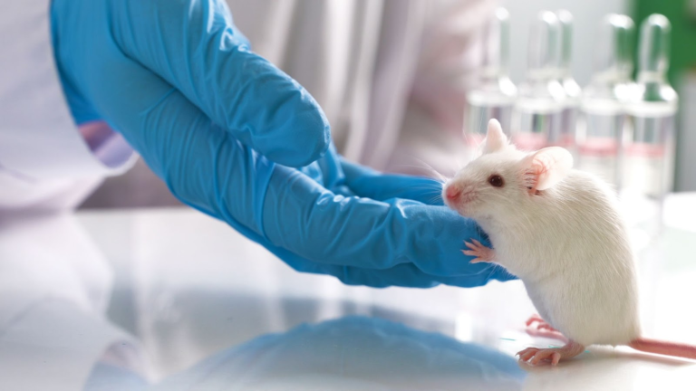 3 Amazing Benefits of Low-Stress Dosing for Post-Op Rodents - Allentown