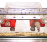 5 Simple Ways to Improve Your Laboratory Rats’ Well-Being - Allentown